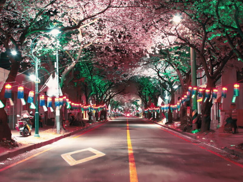Jeju East: Cherry Blossom Early Bird Tour with Hotel Pickup - Practical Tips for Making the Most of Your Day
