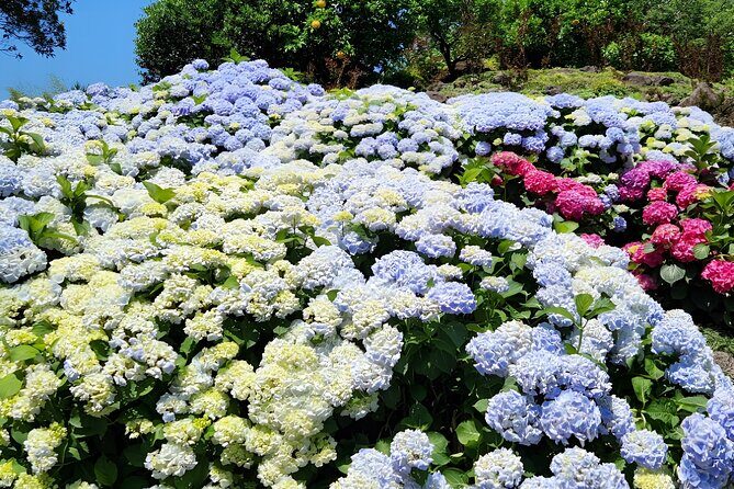 Jeju East Hydrangea Tour with UNESCO site - Exploring Jejus Eastern Wonders: A Detailed Review