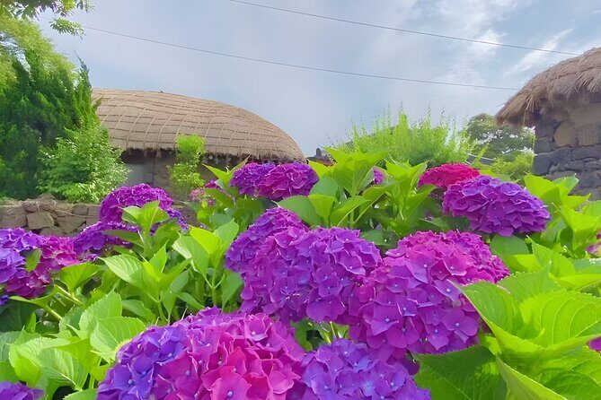 Jeju East Hydrangea Tour with UNESCO site - Final thoughts