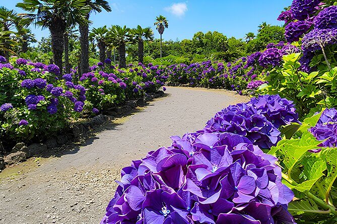 Jeju East Hydrangea Tour with UNESCO site - FAQs about the Jeju East Hydrangea Tour