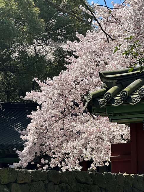 Jeju East Small Group Tour Cherry Blossom & Woman Diver Show - Exploring the Tour: A Step-by-Step Breakdown