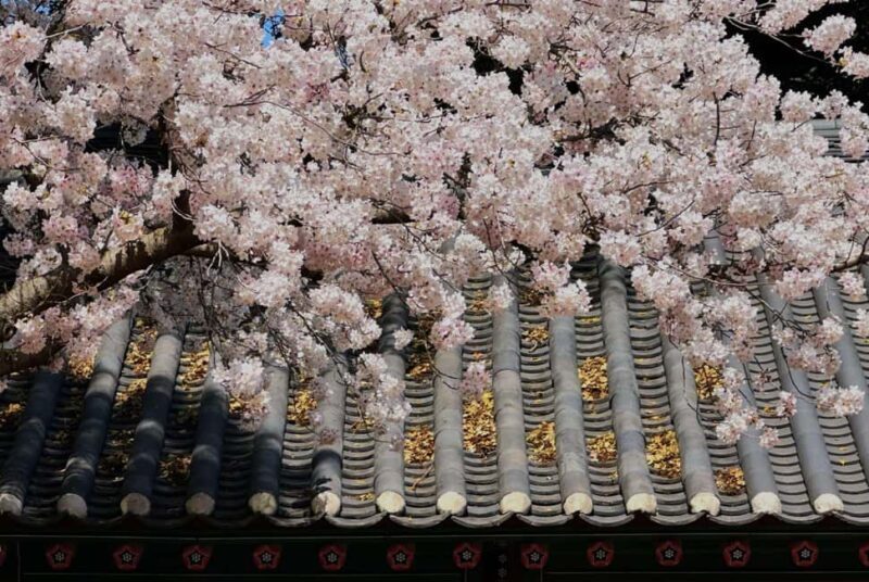 Jeju East Small Group Tour Cherry Blossom & Woman Diver Show - Final Thoughts: Is This Tour Right for You?