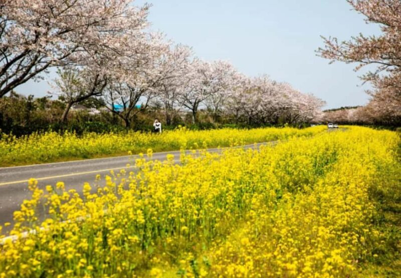 Jeju: Eastern Spring Cherry blossom& Canola & UNESCO Tour - Key Points