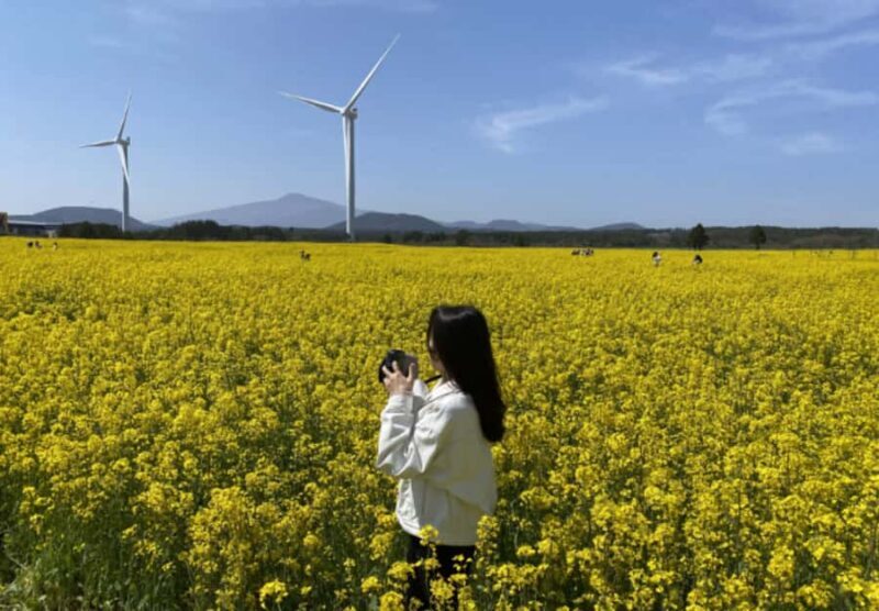 Jeju: Eastern Spring Cherry blossom& Canola & UNESCO Tour - The Experience: A Closer Look