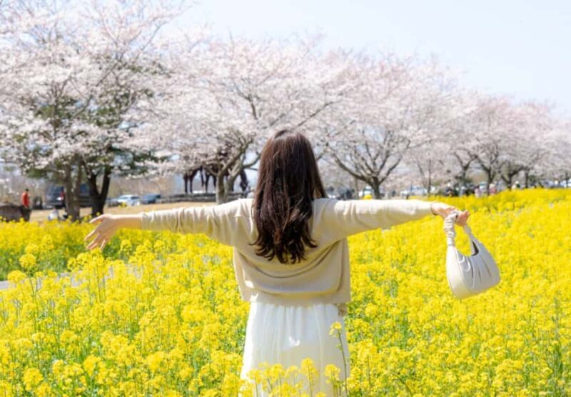 Jeju: Eastern Spring Cherry blossom& Canola & UNESCO Tour - Authenticity & Practical Tips