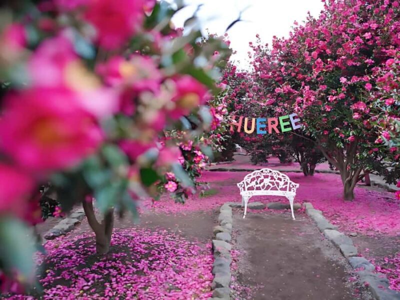 Jeju: Hotel Pickup East Snow, Camellia, Tangerine Picking - A Deep Dive into the Tour Experience