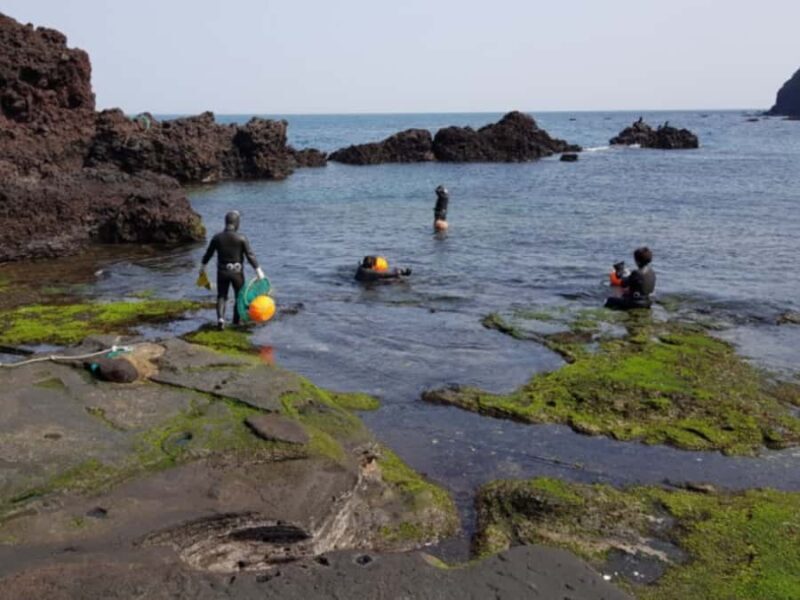 Jeju: Hotel Pickup East Snow, Camellia, Tangerine Picking - Summing Up: Who Should Consider This Tour?