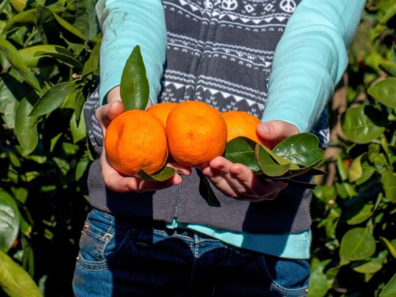 Jeju: Hotel Pickup East Snow, Camellia, Tangerine Picking - Final Thoughts