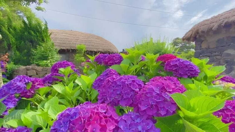 Jeju Hydragea Festival Tour : EAST Route - Who Will Enjoy This Tour?