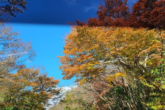 Jeju island Private Tour - UNESCO Day Tour & Haenyeo Performance - Who Is This Tour Best For?