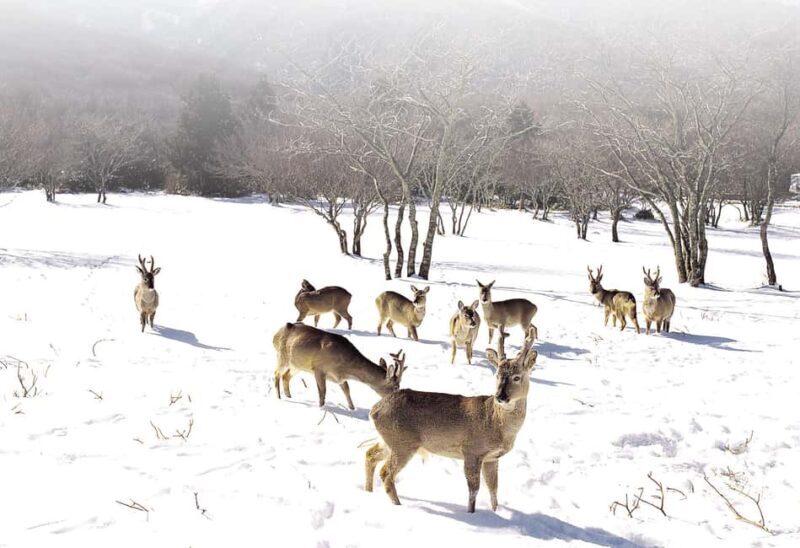 Jeju Island: SouthWest UNESCO Highlights Full-Day Tour - Practical Details and Experience Quality