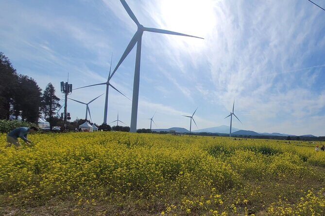 Jeju Island UNESCO small group day tour(Taxi, van & bus) - FAQs