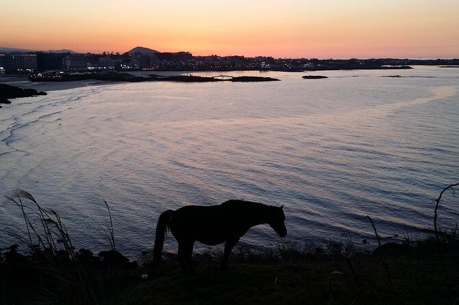 Jeju island: Van tour with a guide who the most loves JEJU - Final Thoughts: Who Is This Tour Best For?