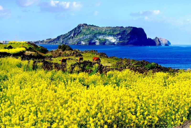 Jeju Premium Small Group UNESCO Day Tour - East - A Closer Look at This Jeju Day Tour