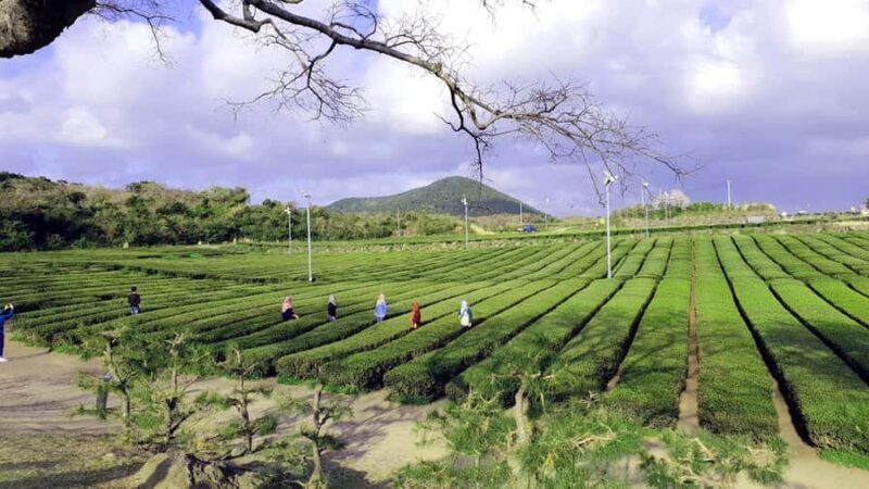 Jeju: Premium Small Group UNESCO Day Tour - West Coast - Who Should Consider This Tour?