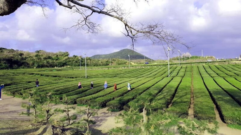 Jeju Premium Small Group UNESCO Day Tour - West - Final Thoughts: Why This Tour Is Worth Considering