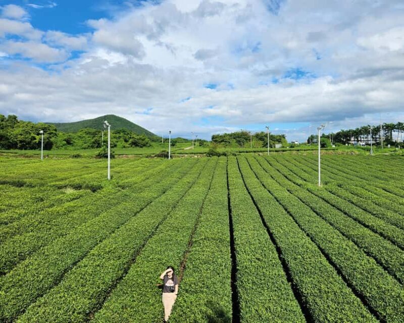 Jeju Private Taxi Tour with a Licenced English Guide-Driver - Key Points