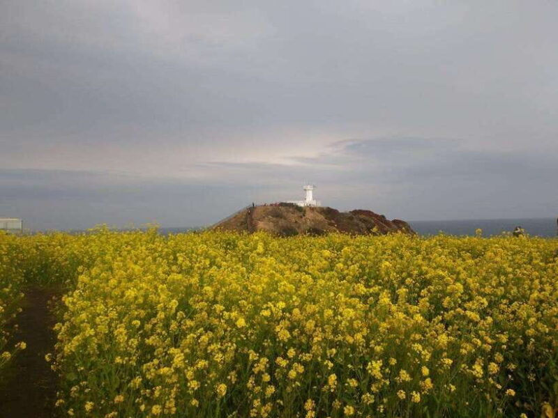Jeju: Private Tour with an English Guide and a Vehicle - A Deep Dive into the Tour’s Details