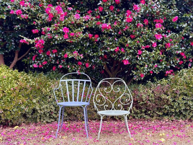 Jeju: Small Group Tour w/ Camellia & Tangerine Picking - An In-Depth Look at the Jeju Small-Group Tour