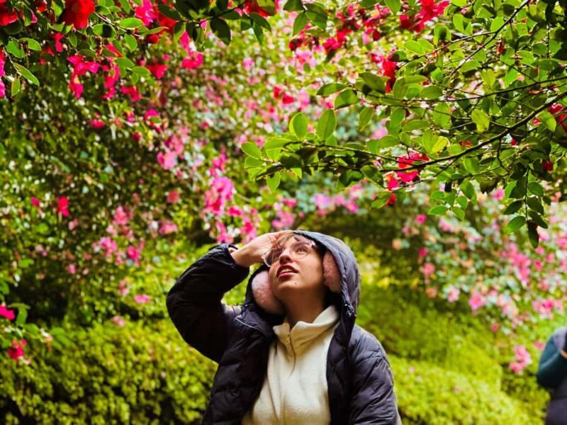 Jeju: Small Group Tour w/ Camellia & Tangerine Picking - Who Is This Tour For?