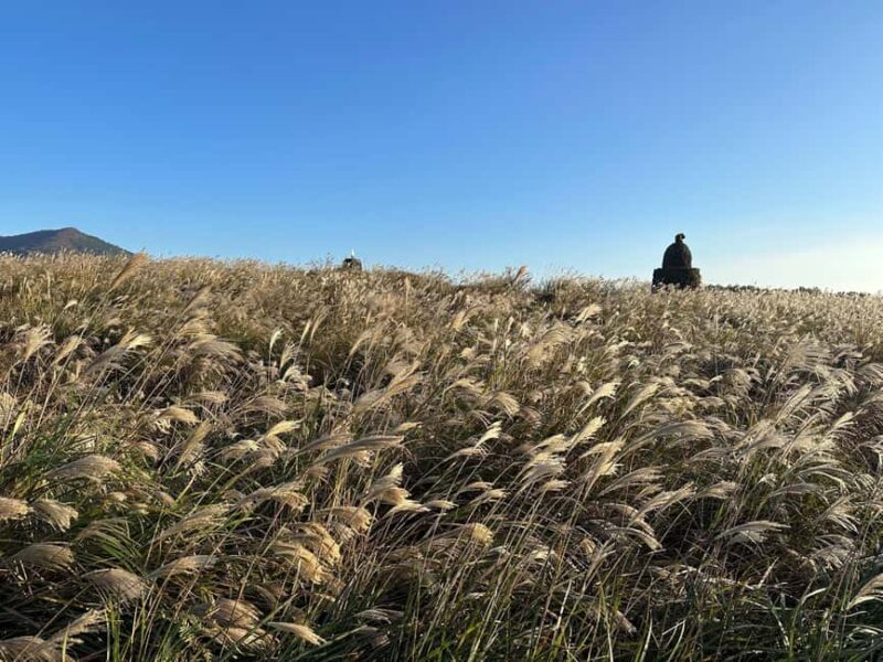 Jeju: Small Group Tour w/Pink Muhly & Tangerine Picking - Authentic Experiences and Genuine Value