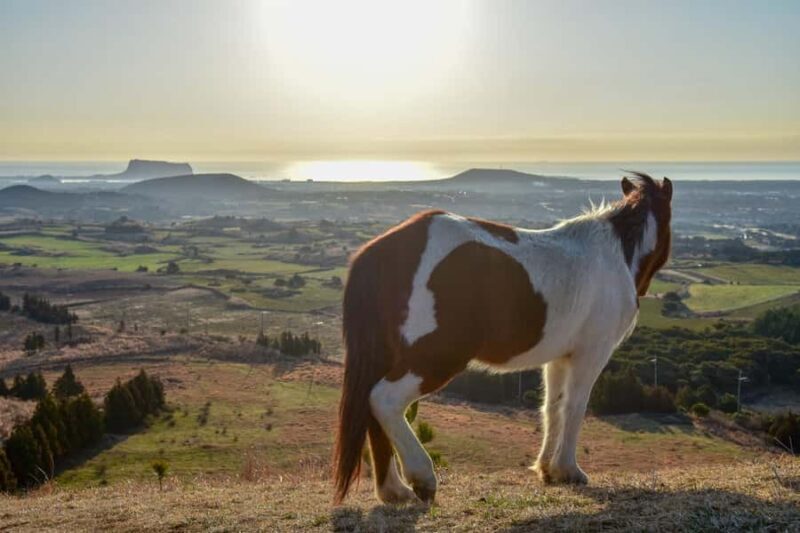 Jeju: Sunrise Small Volcano Hike (3 Hours, Pick-up) - The Value of the Tour