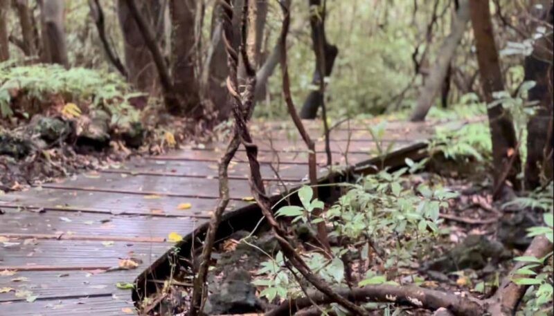 Jeju West: Small Group Healing Tour w/Caves & Dolphins - A Day in Jeju’s Natural Treasures