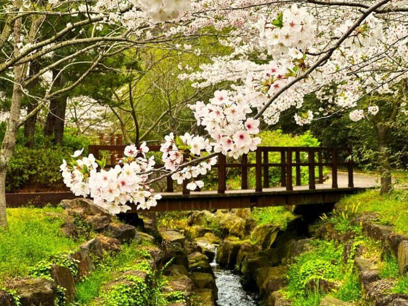 Jeju West Small Group Tour Cherry Blossom Strawberry Picking - Key Points