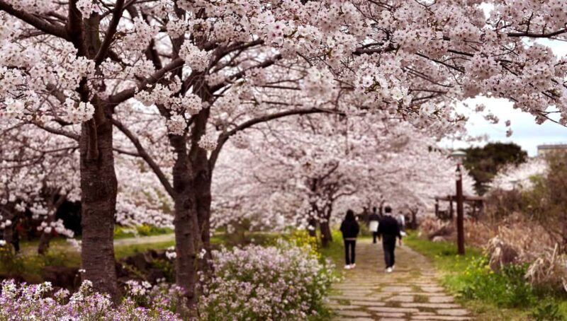 Jeju West Small Group Tour Cherry Blossom Strawberry Picking - Value and Practicality