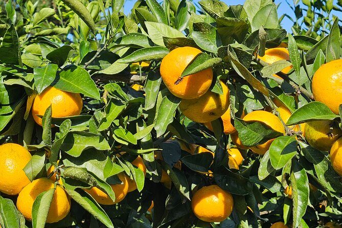 Jeju West Small Group Tour with Lunch and Tangerine Picking - Why Choose This Tour? An In-Depth Look