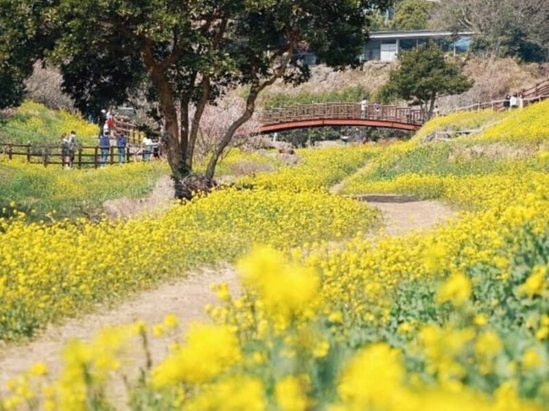 Jeju: West South Spring Canola & UNESCO Tour & Hotel Pick-up - A Deep Dive into Jeju’s Highlights