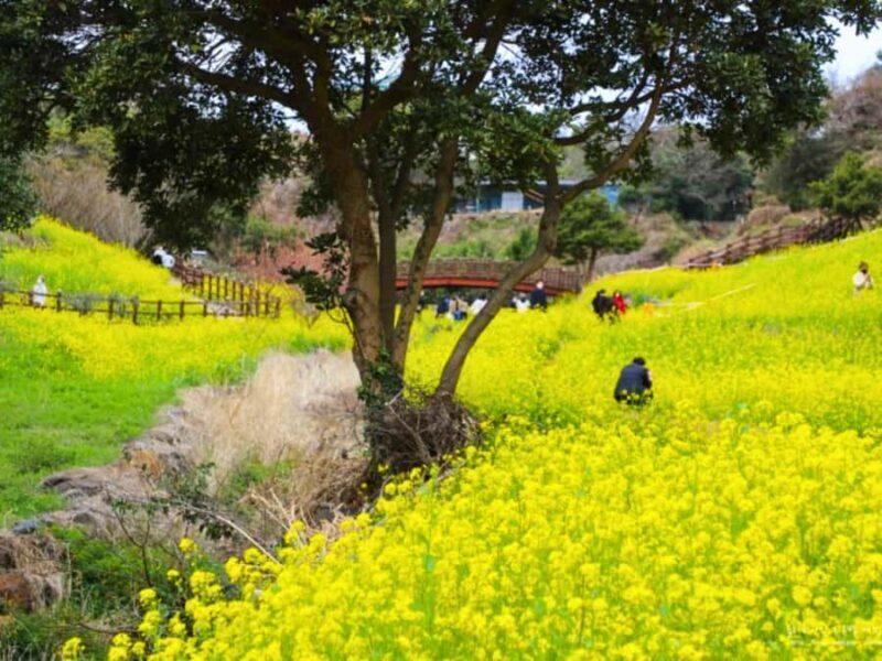 Jeju: West South Spring Canola & UNESCO Tour & Hotel Pick-up - What Reviewers Say