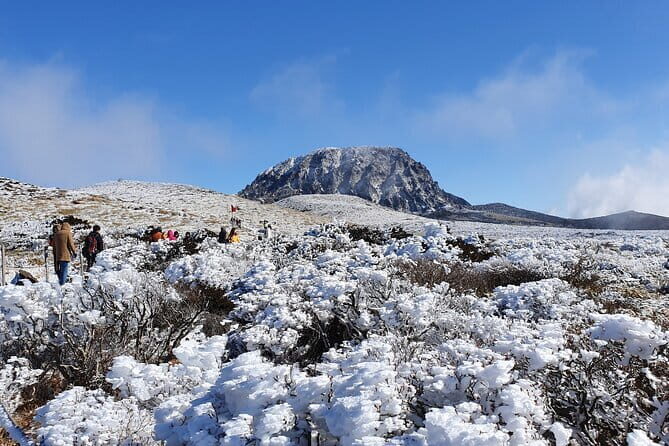 Jeju West South Winter Tour Snow, Camellia, Mandarin Picking - Discovering Jeju’s Winter Landscape