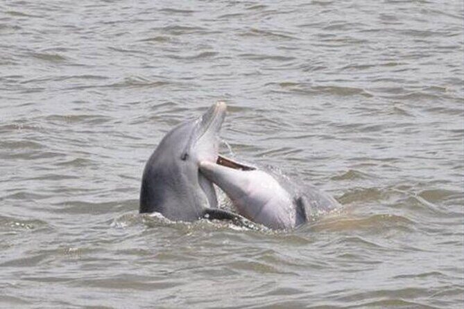 Jekyll Island Dolphin Tours - A Closer Look at Jekyll Island Dolphin Tours