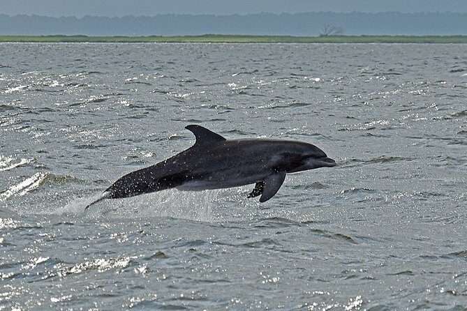Jekyll Island Dolphin Tours - What Travelers Say: Authentic Voices