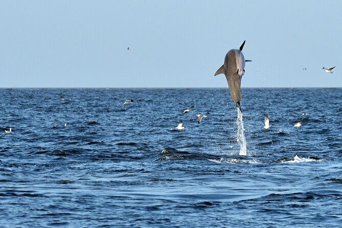 Jekyll Island Dolphin Tours - Who Will Love This Tour?