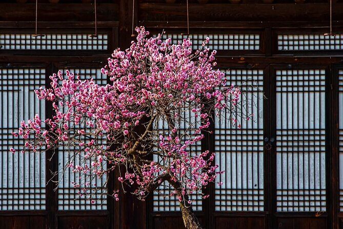 Jeonju Hanok Village and Plum Blossom Festival Shared Tour - Frequently Asked Questions