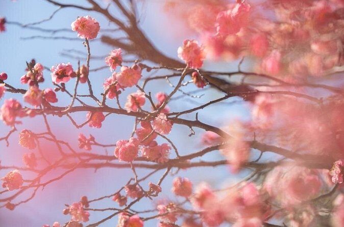 Jeonju Hanok Village and Plum Blossom Festival Shared Tour - Final Thoughts