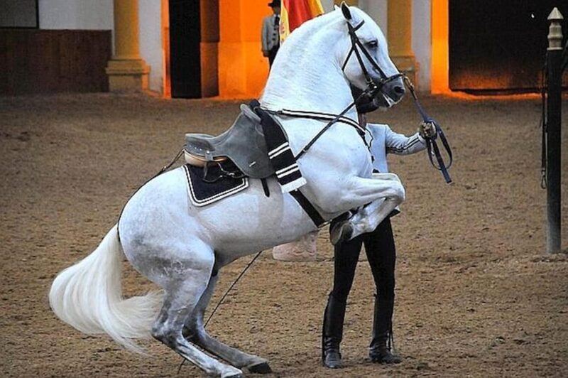 Jerez: Historic center of Jerez and horse show - The Equine Spectacle at the Royal Andalusian School