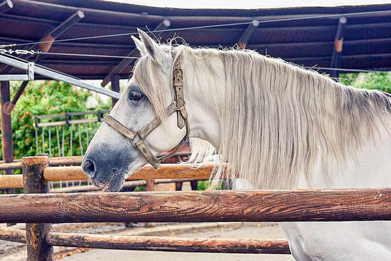 Jerez: Royal Andalusian School of Equestrian Art Admission - FAQ