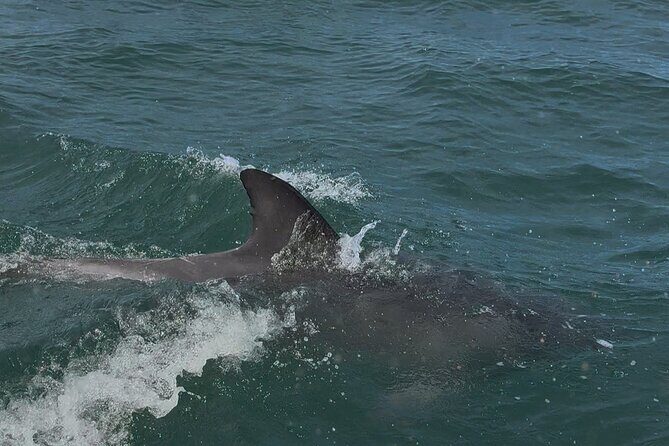 Jervis Bay and Shoalhaven South Coast NSW Private Tours - The Sum Up