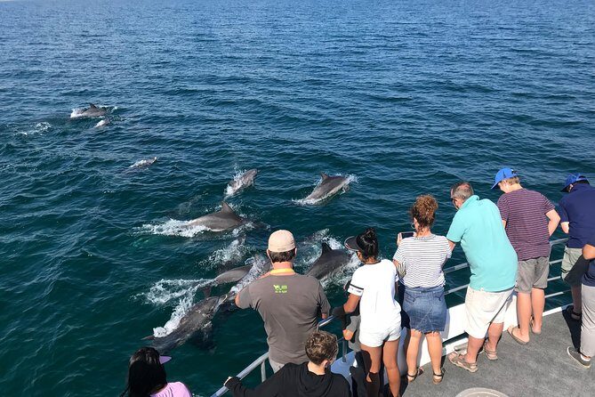Jervis Bay Dolphin Cruise - Discovering the Jervis Bay Dolphin Cruise: An Authentic Marine Adventure