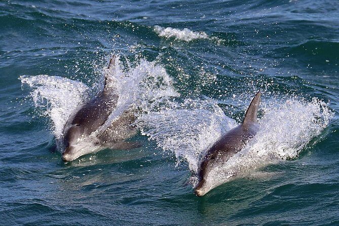 Jervis Bay Dolphin Cruise - Final Thoughts