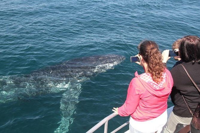 Jervis Bay Whale Watching Tour - An Honest Breakdown of the Experience