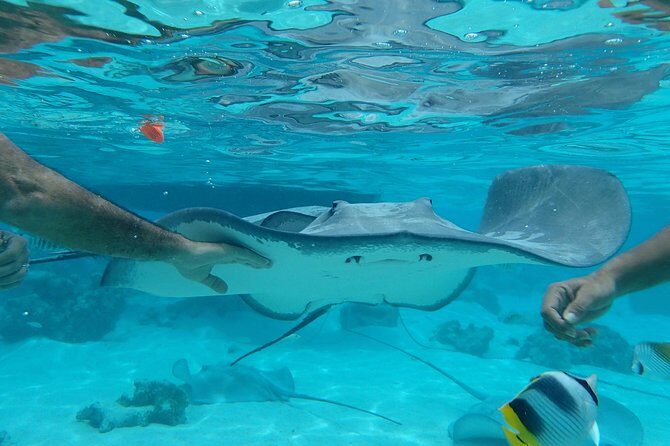 Jet-Ski Découverte 1H00 Jet Ski excursion to Moorea (Single or two-seater) - Who Should Consider This Tour?