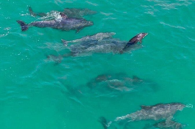 Jet Ski Dolphin Tour from Gilligans Watersports - The Group Size and Weather Considerations