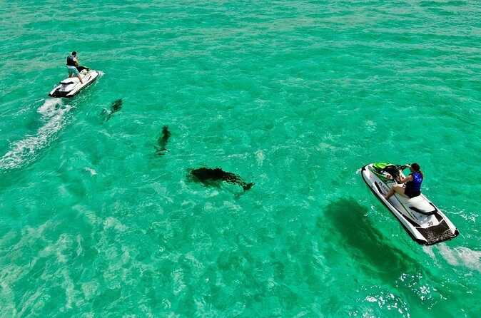 Jet Ski Dolphin Tour from Gilligans Watersports - Summary: Is This Tour Worth It?