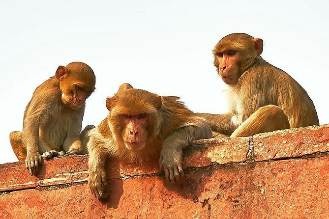 Jewels of India: Agra & Jaipur Expedition - FAQ
