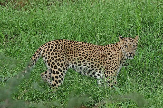 Jhalana Guided Leopard Safari - Jaipur - A Close Look at the Safari Experience