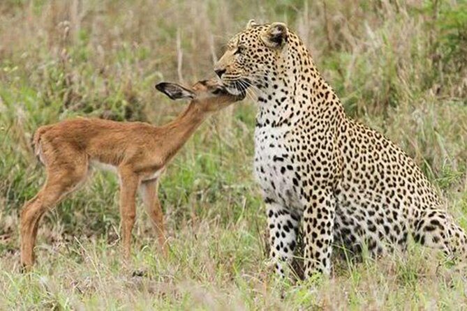 Jhalana Safari Park Leopard- One Jungle Jeep Safari And One Night Stay In Hotel - Who Is This Tour Best For?